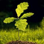 Native Irish Trees - Ask Me Landscaping