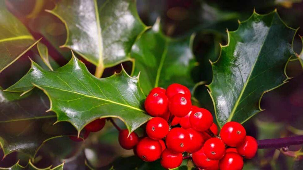 Native Irish Trees - Ask Me Landscaping Native Irish Trees - Ask Me Landscaping